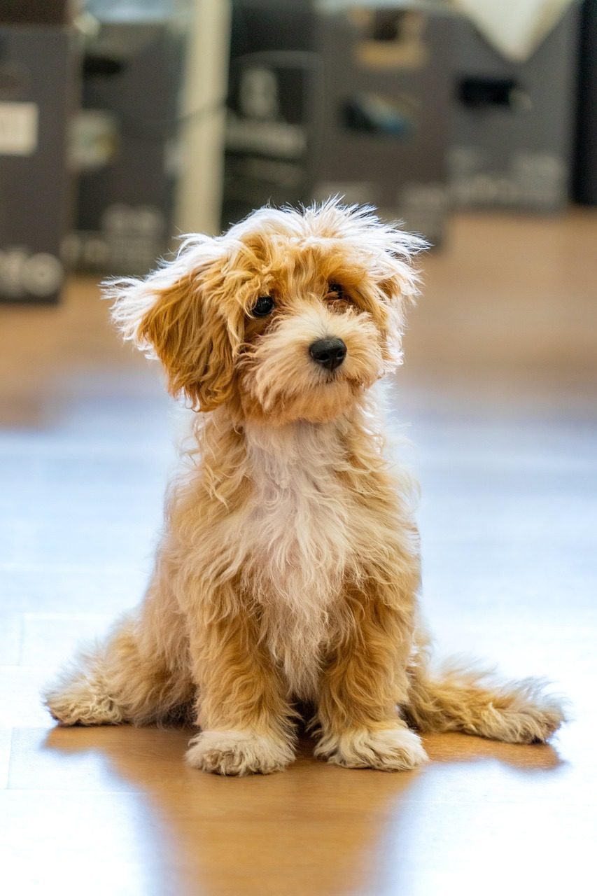 Maltese Dogs: What You Need to Know Before Bringing Home the Fluff ...